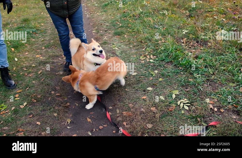 Pembroke welsh corgi jump Stock Videos & Footage - HD and 4K Video ...