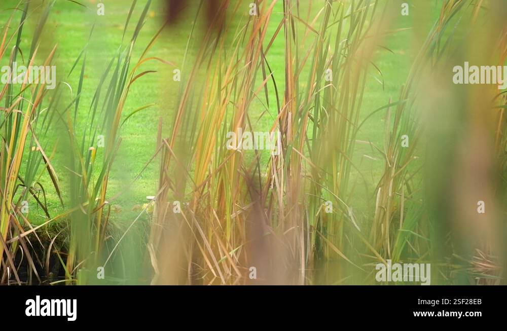 Sharp and unsharp Stock Videos & Footage - HD and 4K Video Clips - Alamy