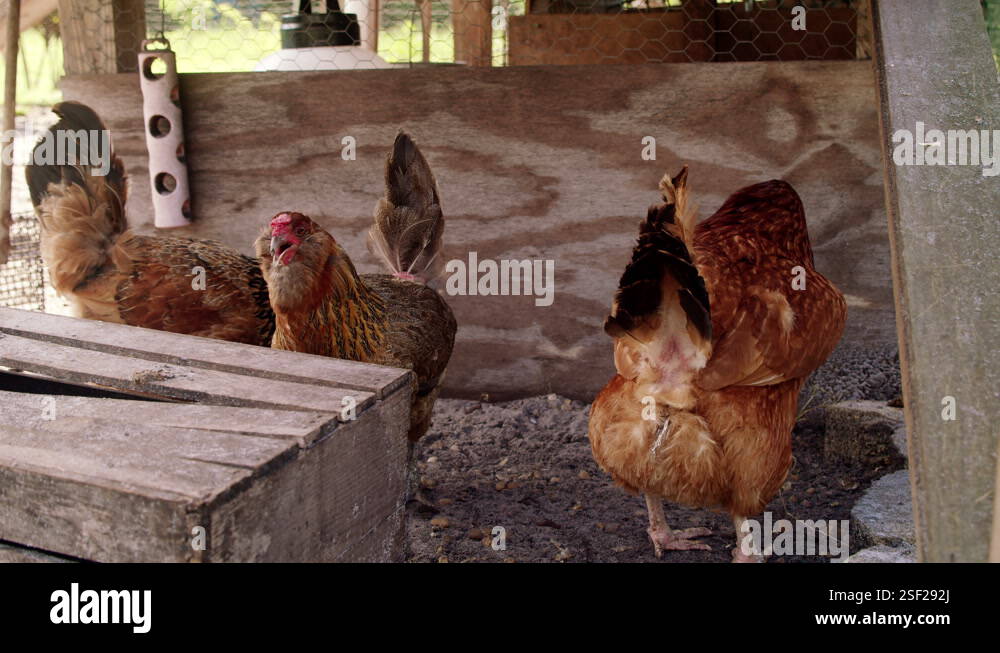 A group of 3 Easter Egger chicken hens gathers in the shade of their ...