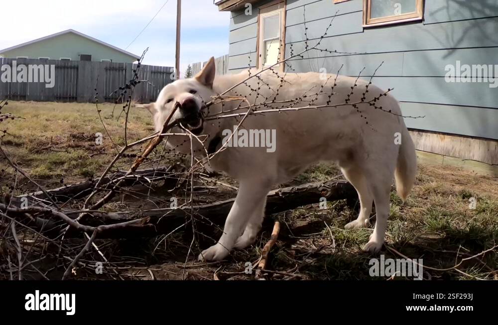 Dog and dead tree Stock Videos & Footage - HD and 4K Video Clips - Alamy