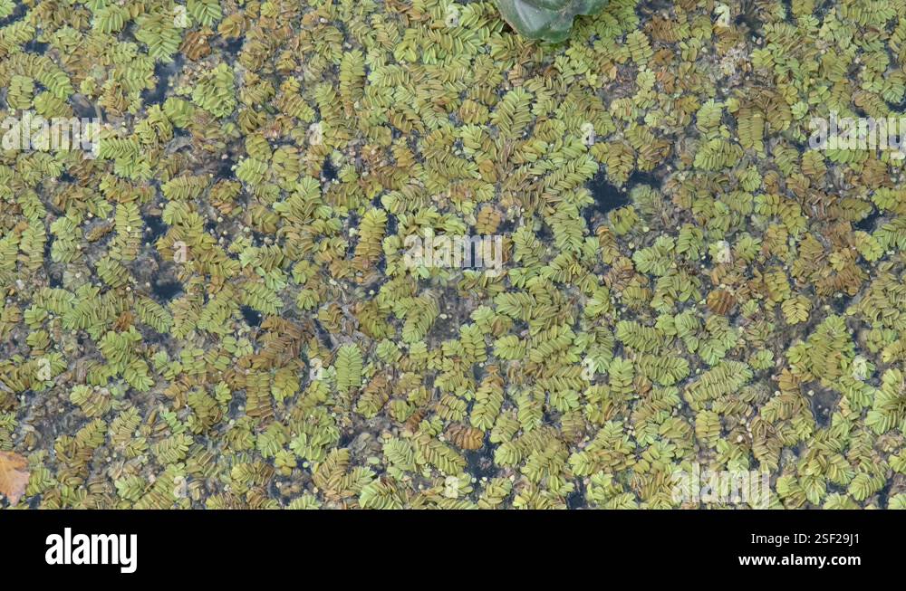 Plastic bottles swims on Floating Watermoss (Salvinia natans) in the ...