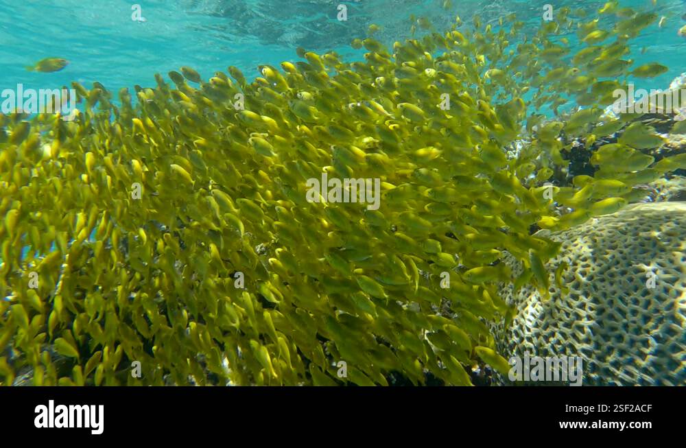 Massive school of juvenile Rabbitfish in shallow water swims over coral ...
