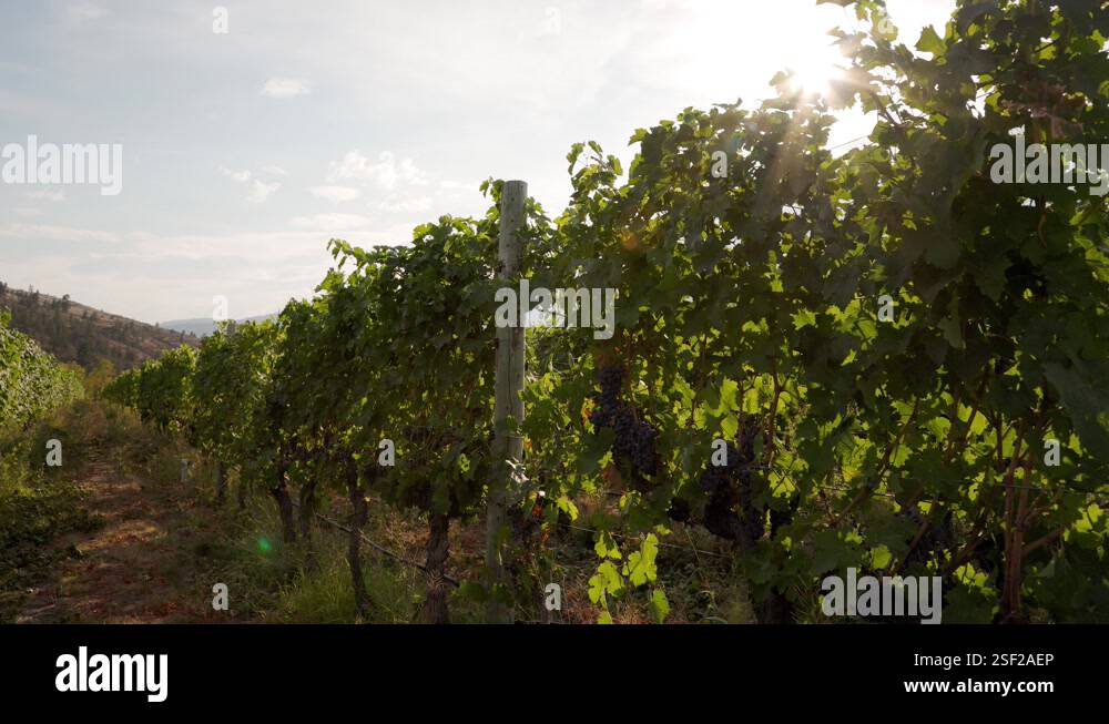 Rows of wine grapes growing, Okanagan winery, BC wine, destination. 4K ...