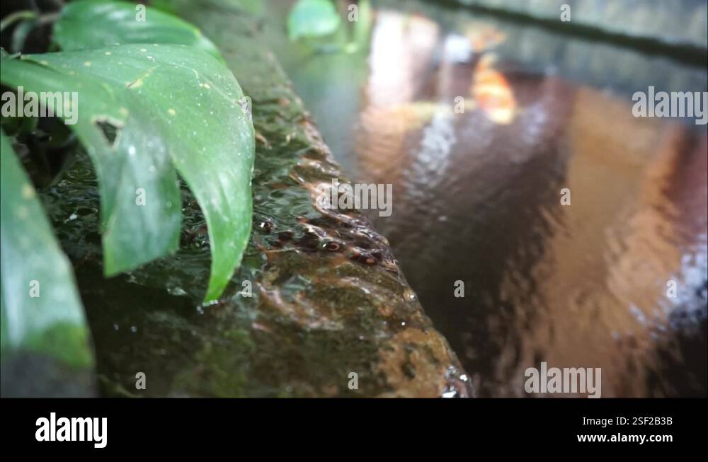 fish koi in pond HD Video. footage of fish in a villa in bali. Koi fish ...