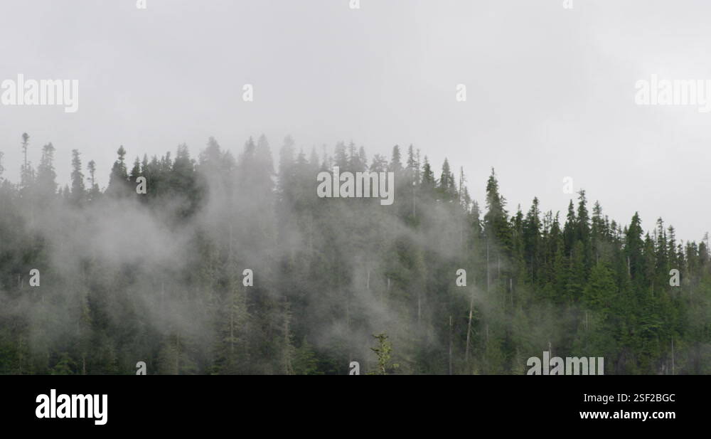 Landscape of a Pine tree forest hill during a misty day Stock Video ...