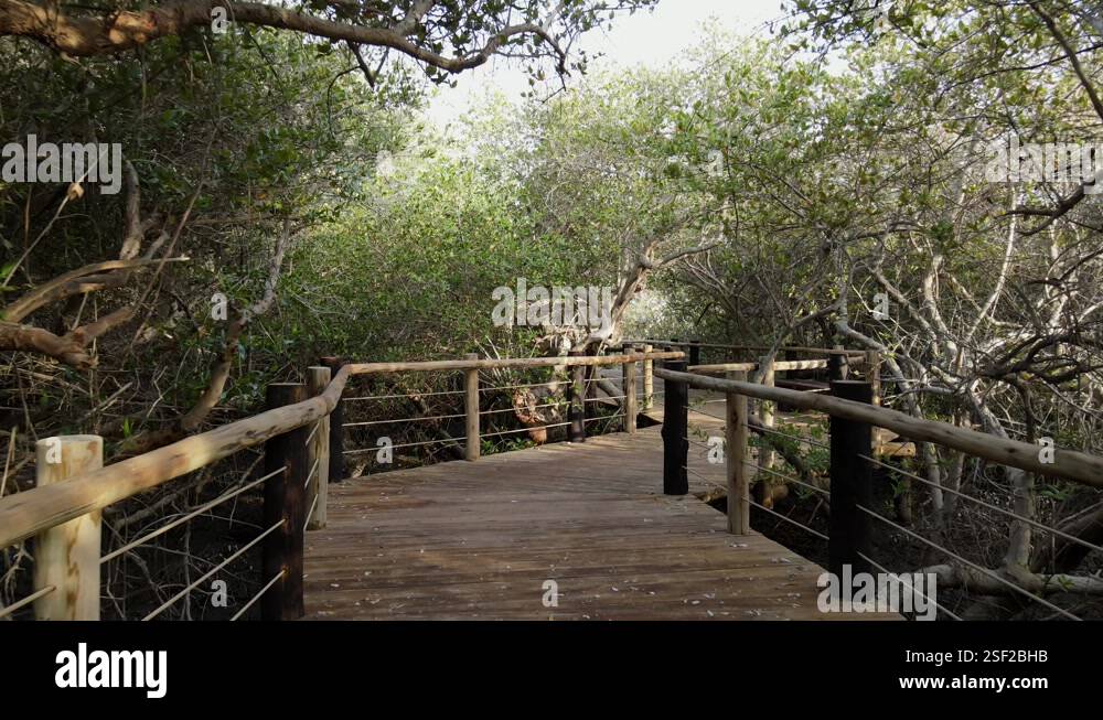 Inside view of Kalba Mangrove forest, also known as Khor Kalba, is ...