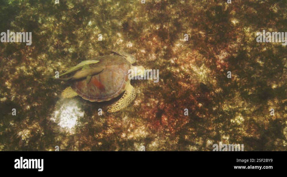 Sea Turtle Foraging On Algae At The Bottom Of Clear Water With Fish On ...