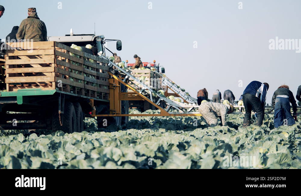 Combine conveyors with workers using them to load cabbage Stock Video ...