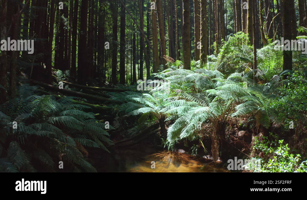 Redwoods of Otways national park. Wilderness and nature of Victoria ...