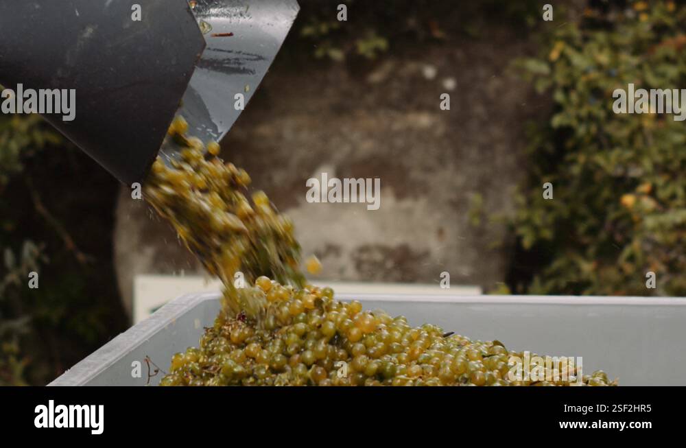 Slowmo shot of harvested grapes from mechanical picker transferred to ...