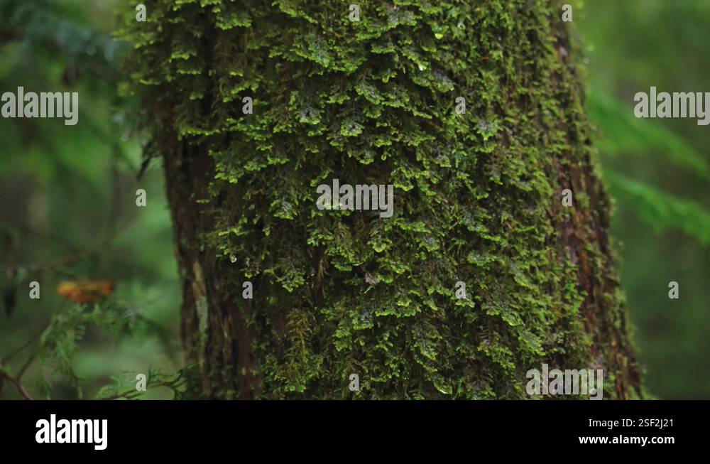 Mossy tree in the rain, Aokigahara Forest at Mt Fuji, Japan Stock Video ...