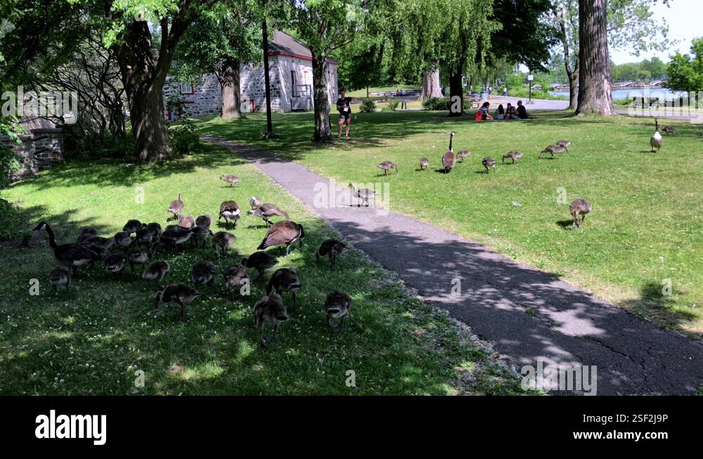 A flock of geese eating food in a park next to a river as people walk ...