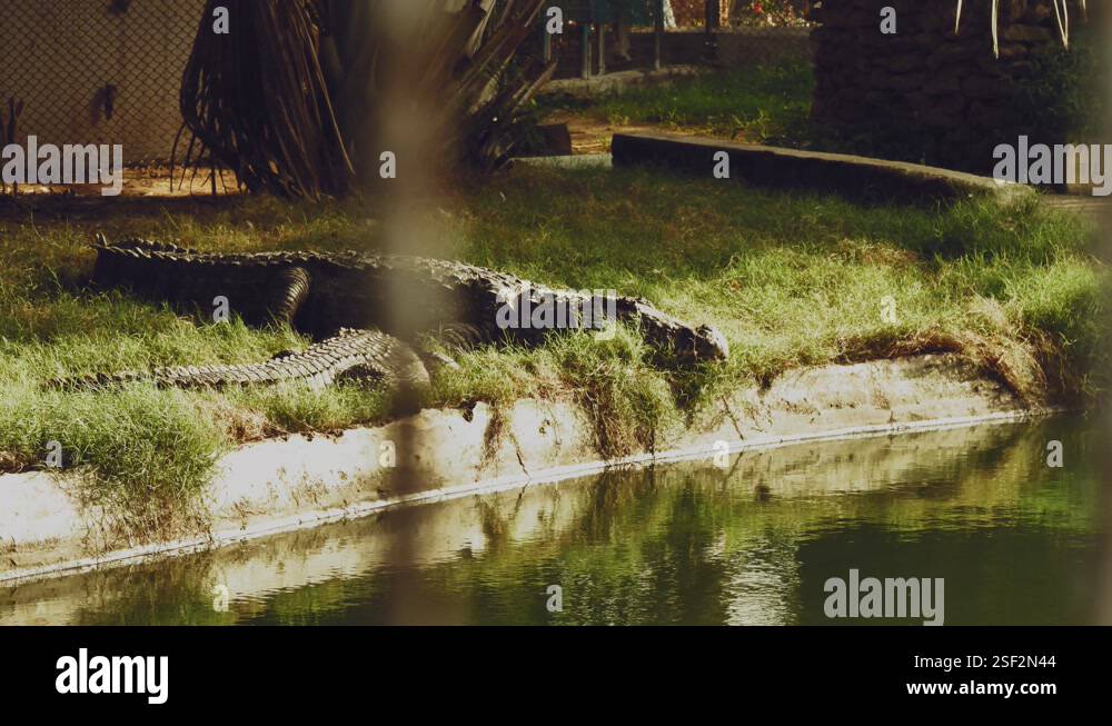 Two Crocodiles Resting By Waters Edge In Zoo Enclosure On Sunny Day ...