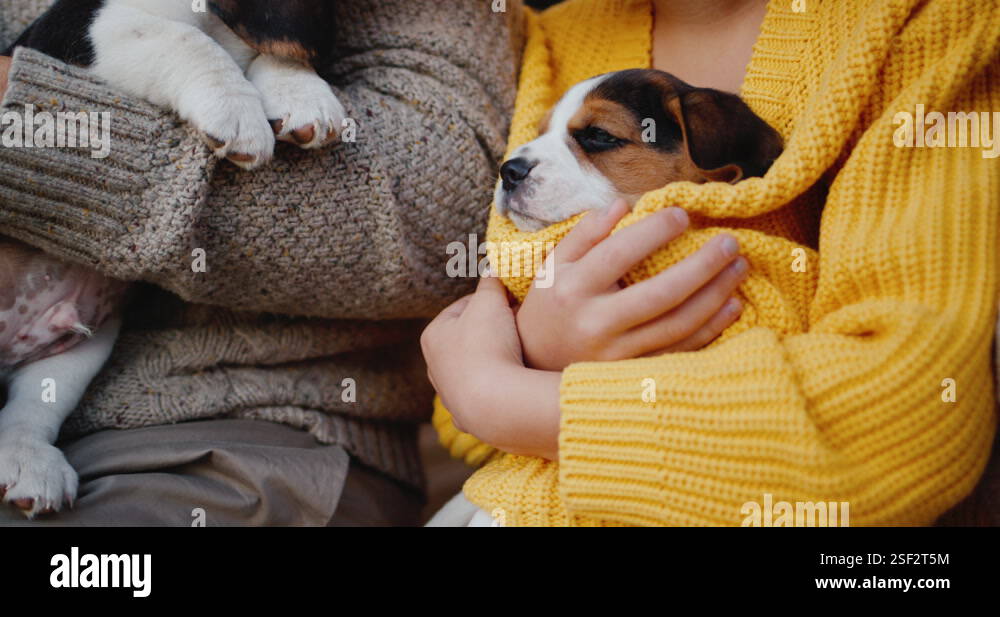 Young people in warm clothes holding beagle puppies in their arms Stock ...