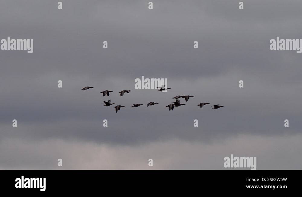 Wild geese flying in Stock Videos & Footage - HD and 4K Video Clips - Alamy