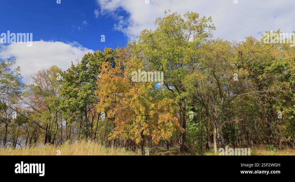 Nature autumn fall color of Eagle view Trail Kaw Lake Stock Video ...
