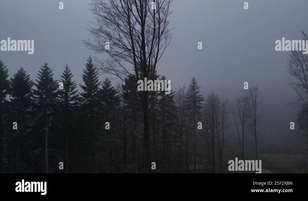 A flight from the ground to the treetops next to a trunk during a late ...