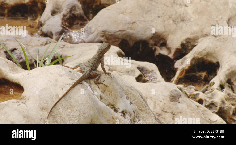 Lizard rocks Stock Videos & Footage - HD and 4K Video Clips - Alamy