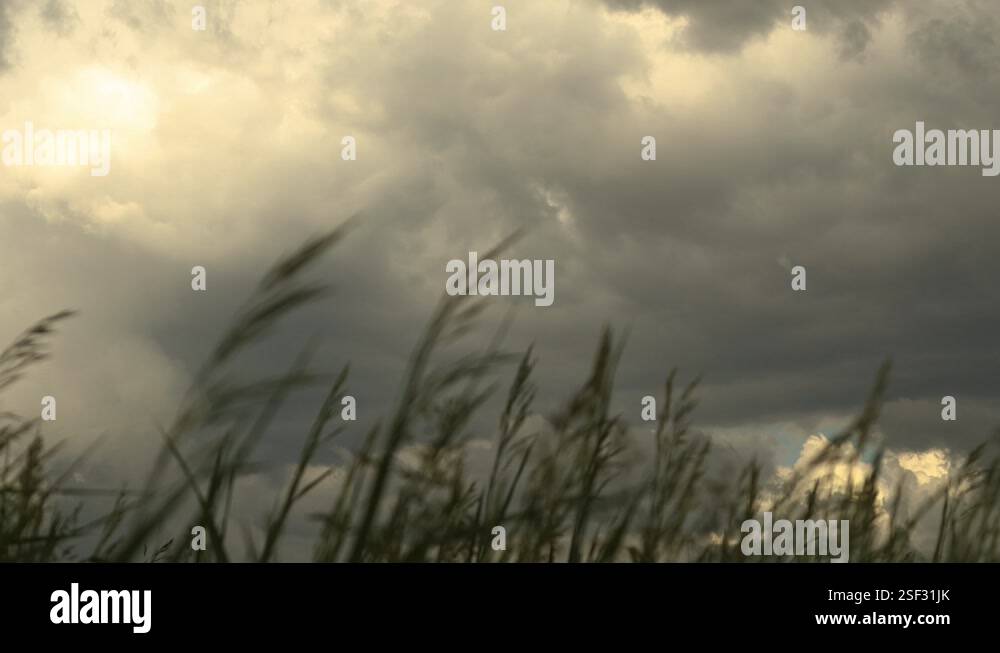 Ears of field grass sway in the wind in the field against the ...