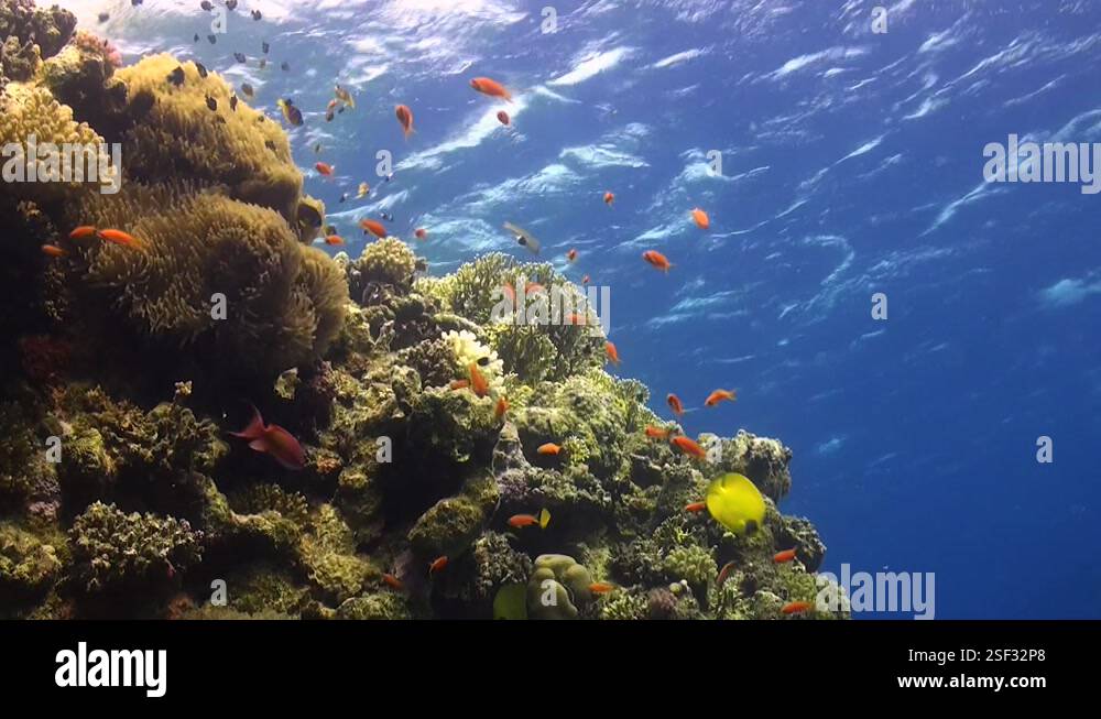 Coral reef drop off with coral fish in the Red Sea Stock Video Footage ...