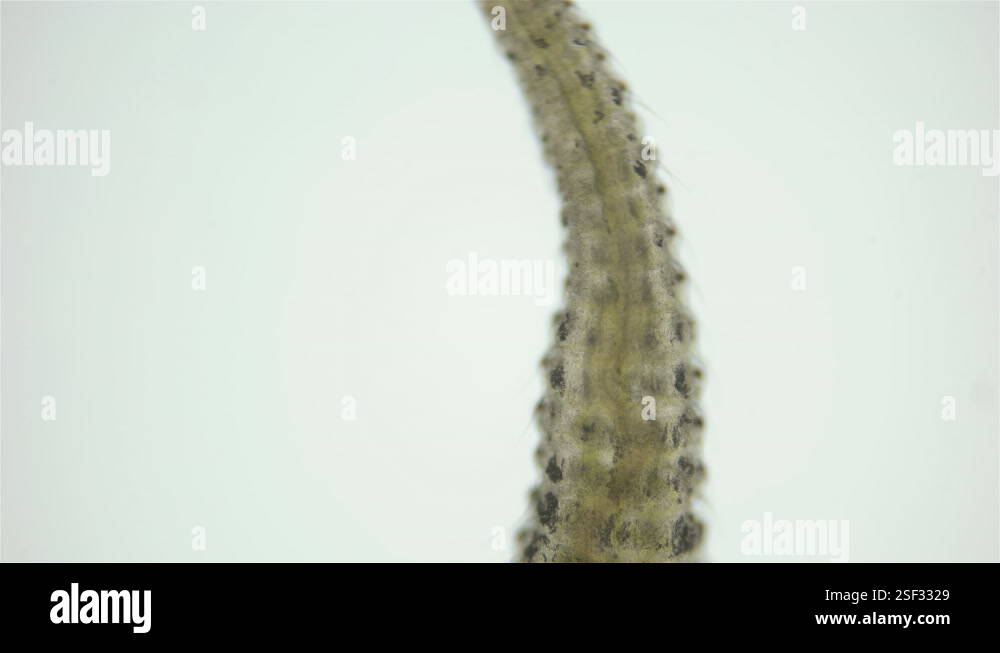 Polychaeta worm, family Sabellidae under a microscope. Filter, lives in ...