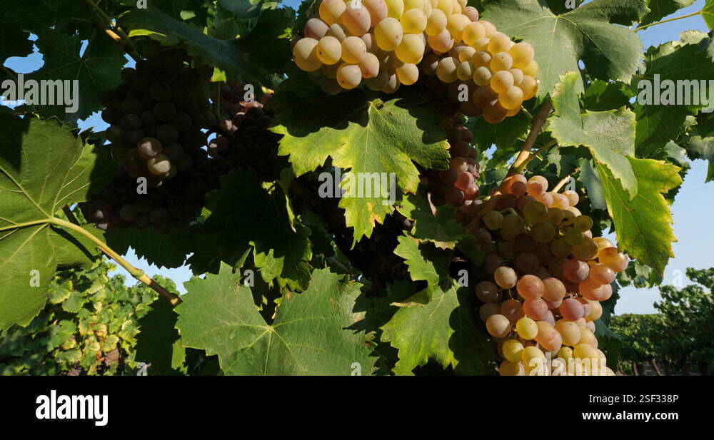 Vineyards growing in sand. Aigues Mortes, Gard department,The Occitan ...