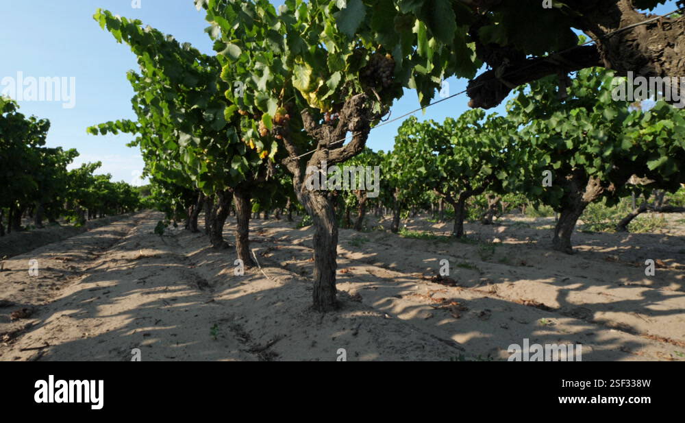 Vineyards growing in sand. Aigues Mortes, Gard department,The Occitan ...