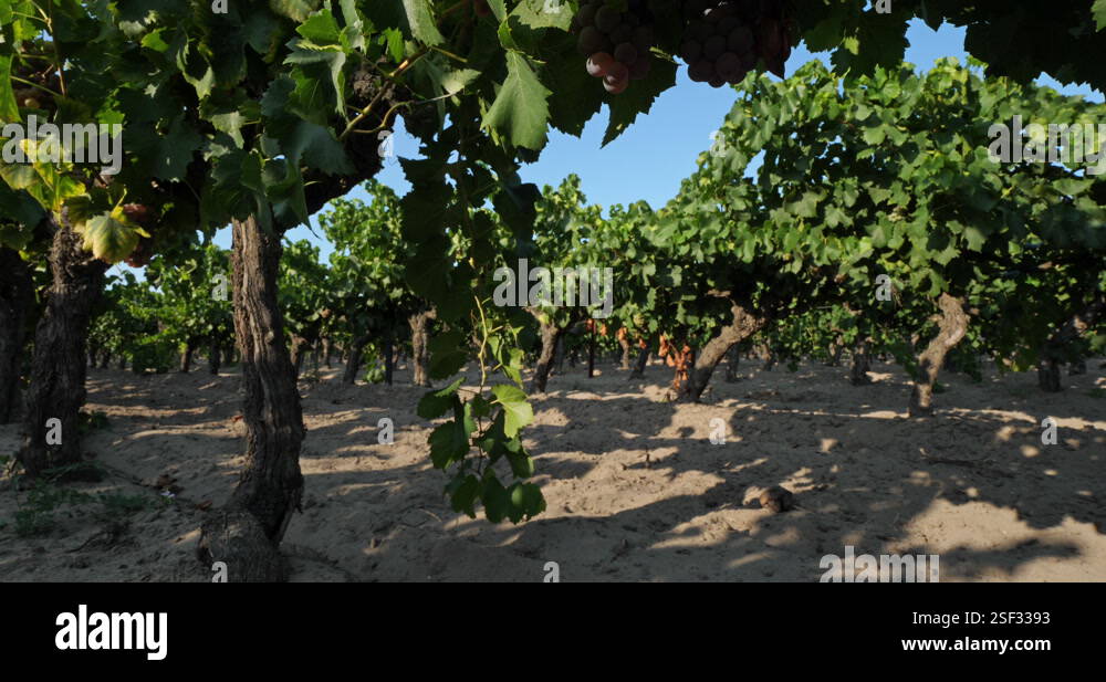 Vineyards growing in sand. Aigues Mortes, Gard department,The Occitan ...