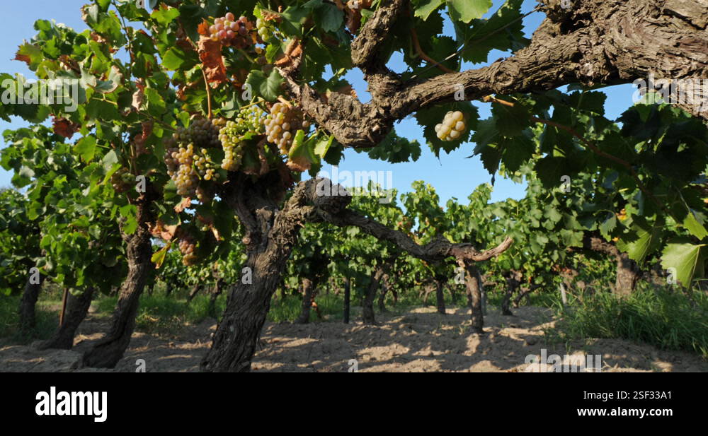 Vineyards growing in sand. Aigues Mortes, Gard department,The Occitan ...