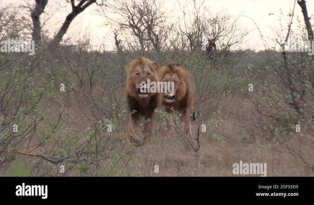 Two large male lions moving confidently through the African wilderness ...