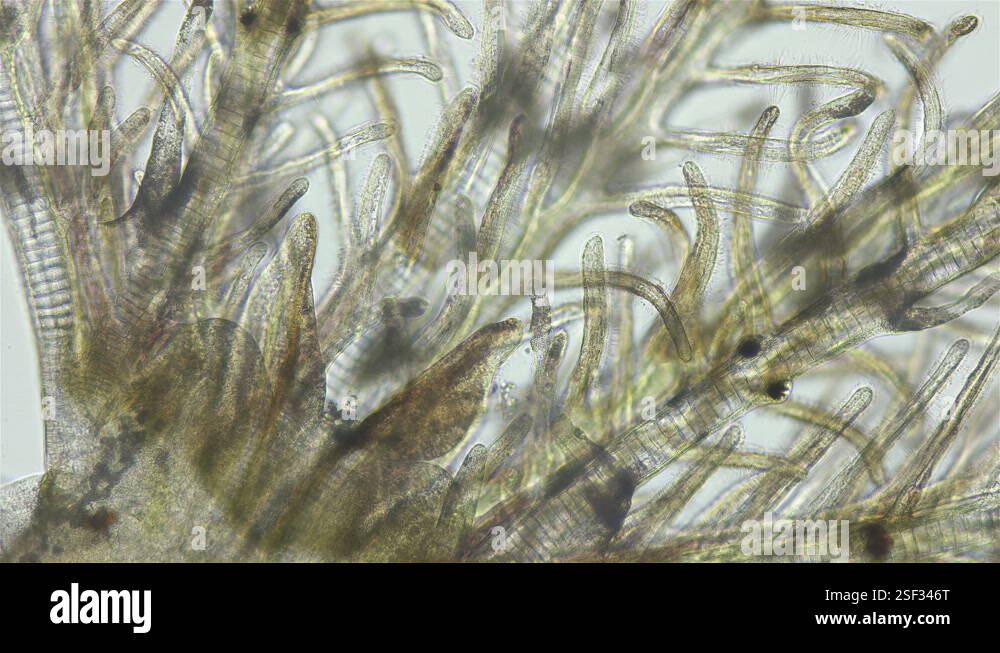Polychaeta worm, family Sabellidae under a microscope. Video shows ...