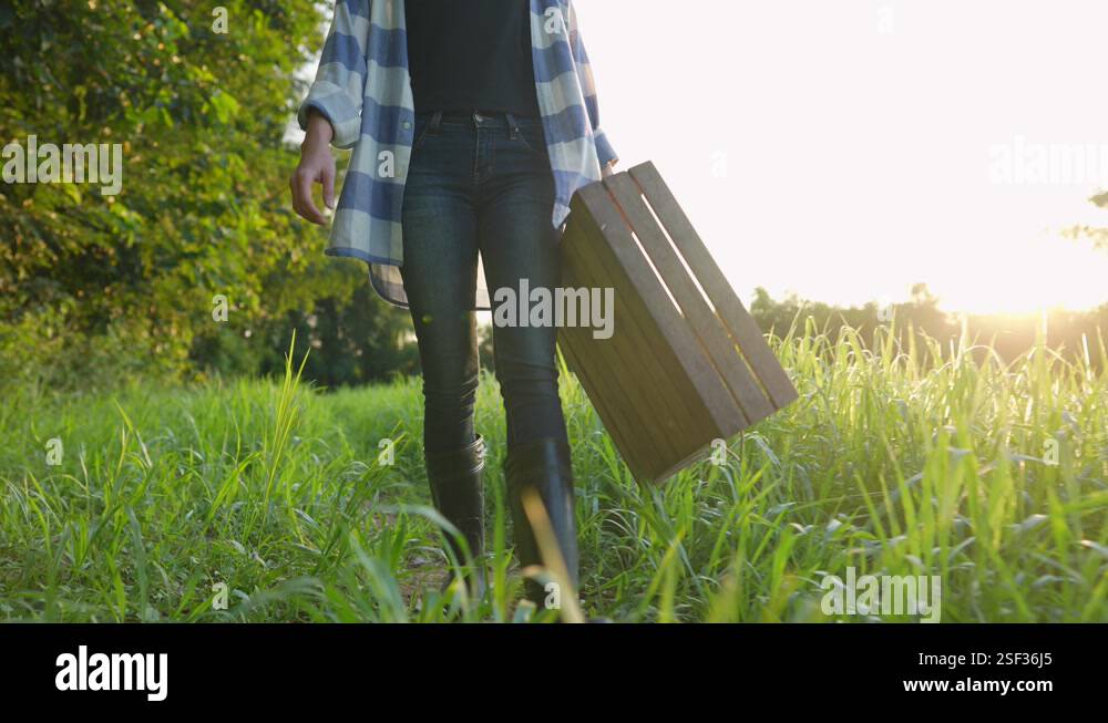 A female barn owner carrying a heavy farming wood box walks through ...