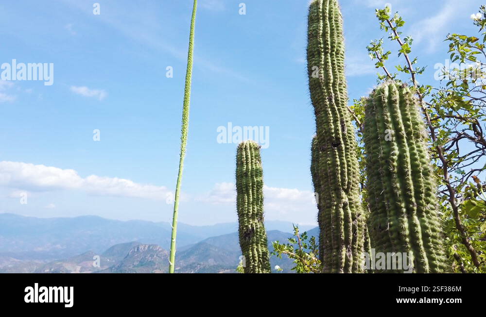 Wild green cactus plants isolated in Oaxaca, Mexico. Pan shot reveals ...