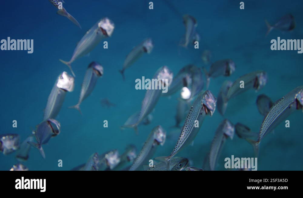 FishBowl of Indian mackerel silversides hiding behind secret rocks ...
