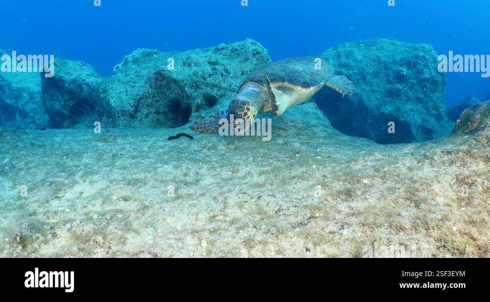 sea turtle underwater feeding caretta caretta ocean scenery Stock Video ...