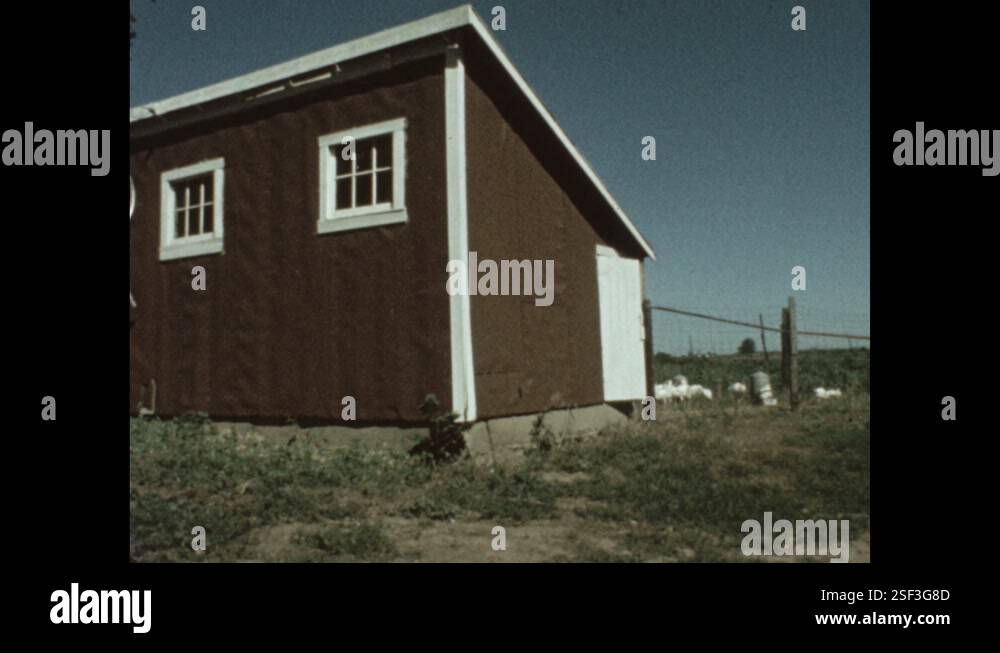 1950s: Reverse action: Stable with animals in pen. Pick-up in front of ...