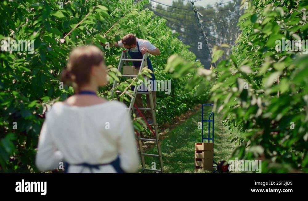 Data collecting plantation Stock Videos & Footage - HD and 4K Video ...