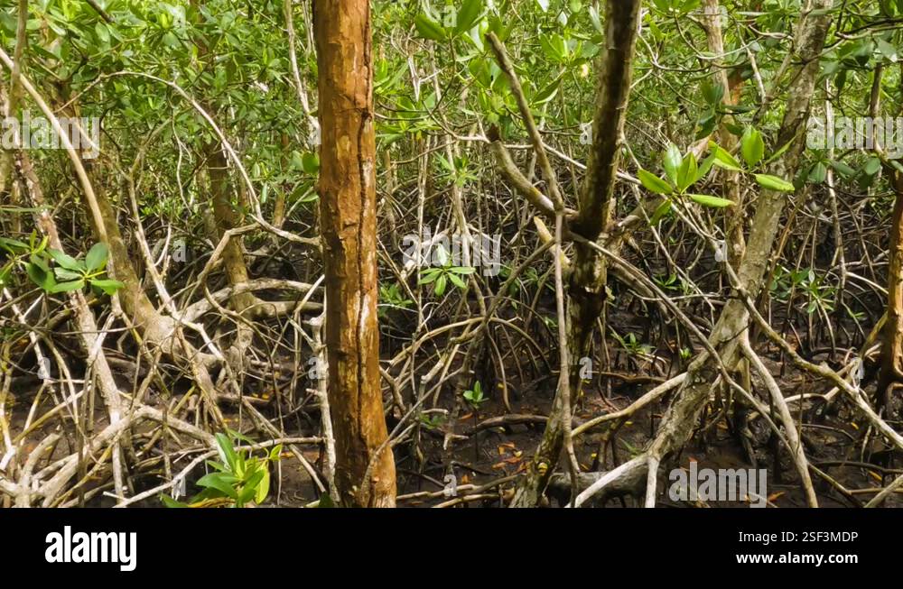 Grey mangroves Stock Videos & Footage - HD and 4K Video Clips - Alamy