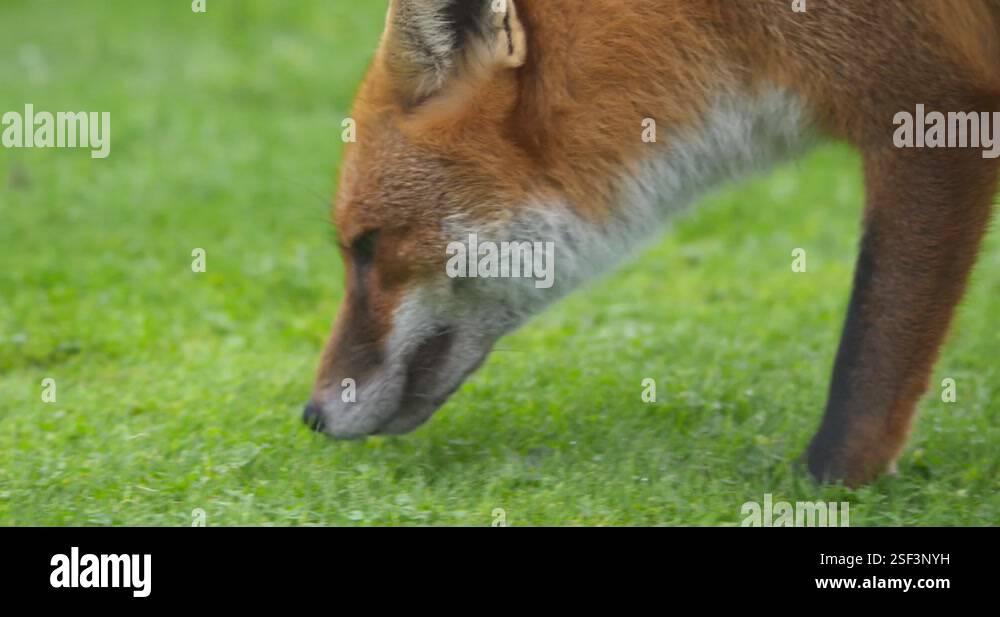 Red Fox smelling scent on grass before lying down to relax bushy tail ...