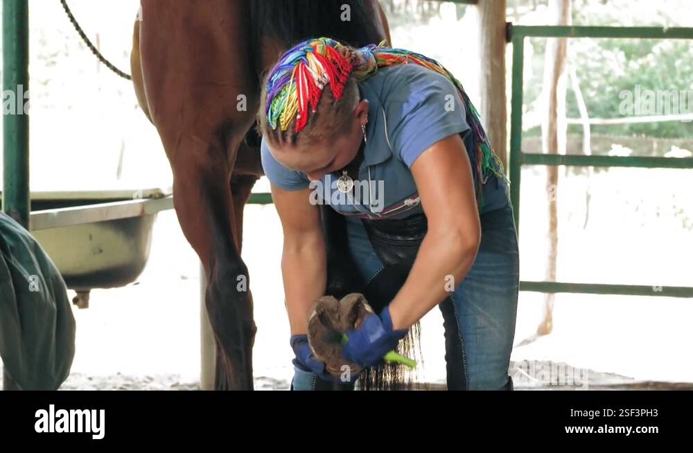 horse care. horse stable. woman cleaning horse hoof, using a hoof pick ...