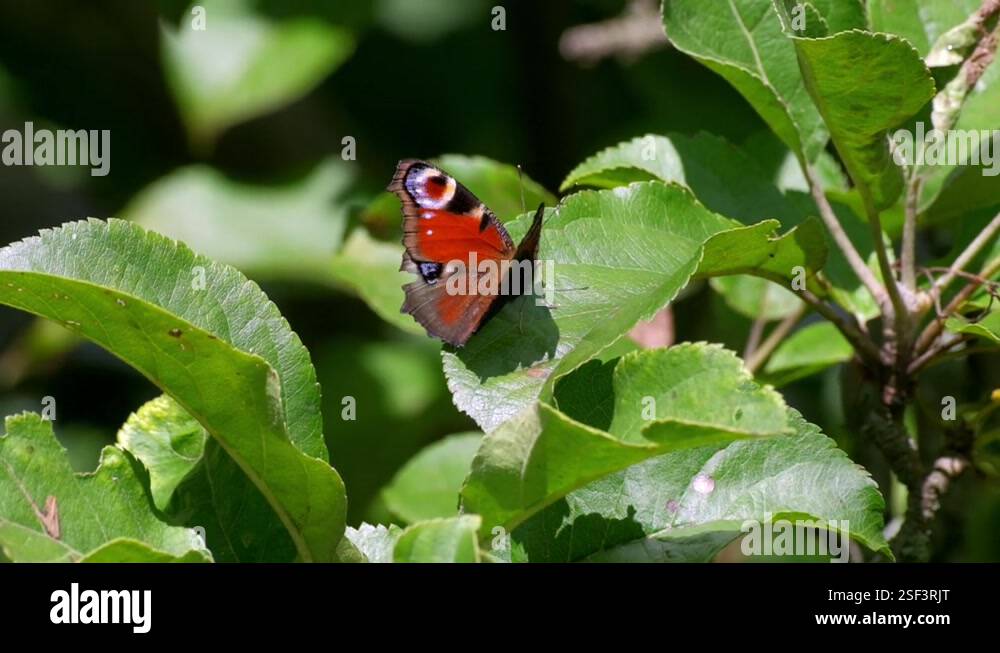 Butterfly in park insect with pattern on wings rest on leaf Stock Video ...