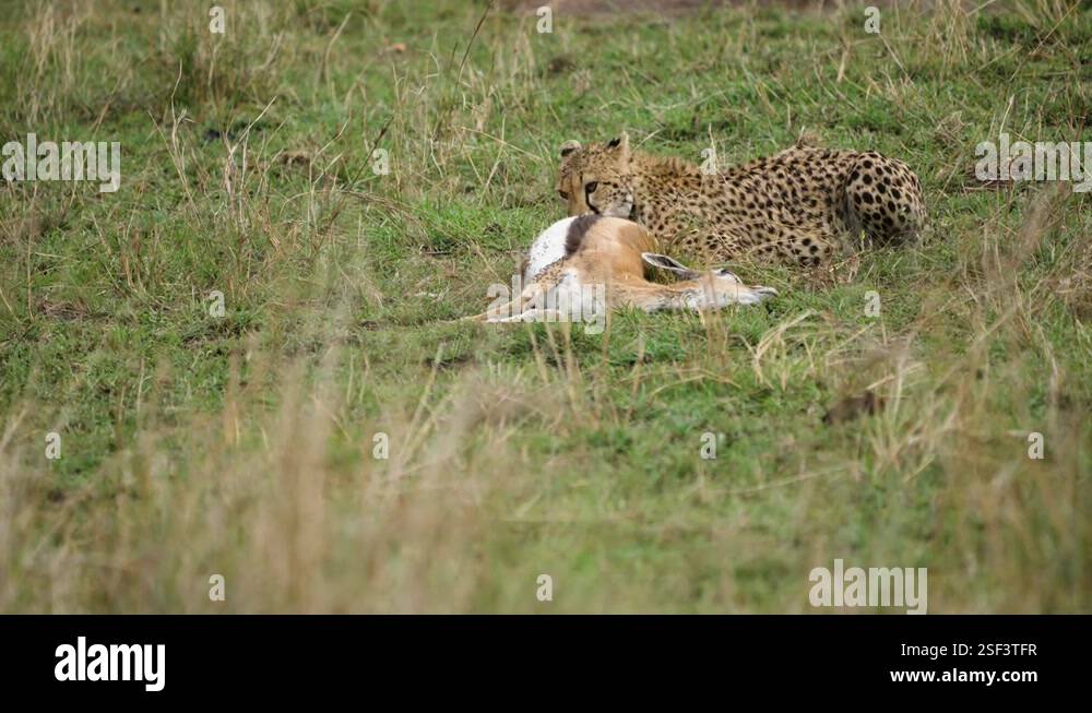 Cheetah rushing to eat its prey, cautiously looking out for other ...