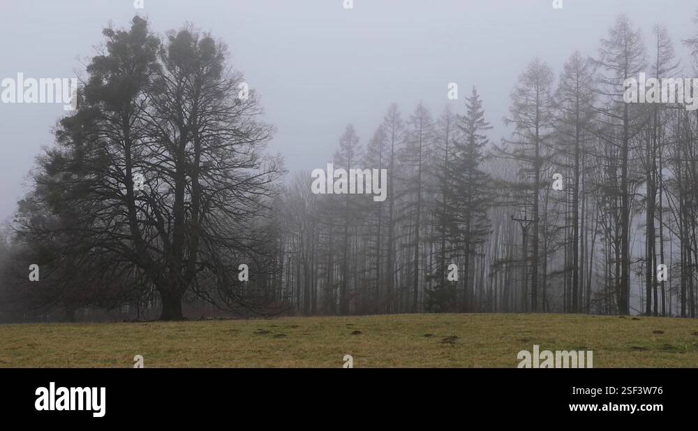 Fog in the middle of the forest with a view of the tree trunk and fine ...