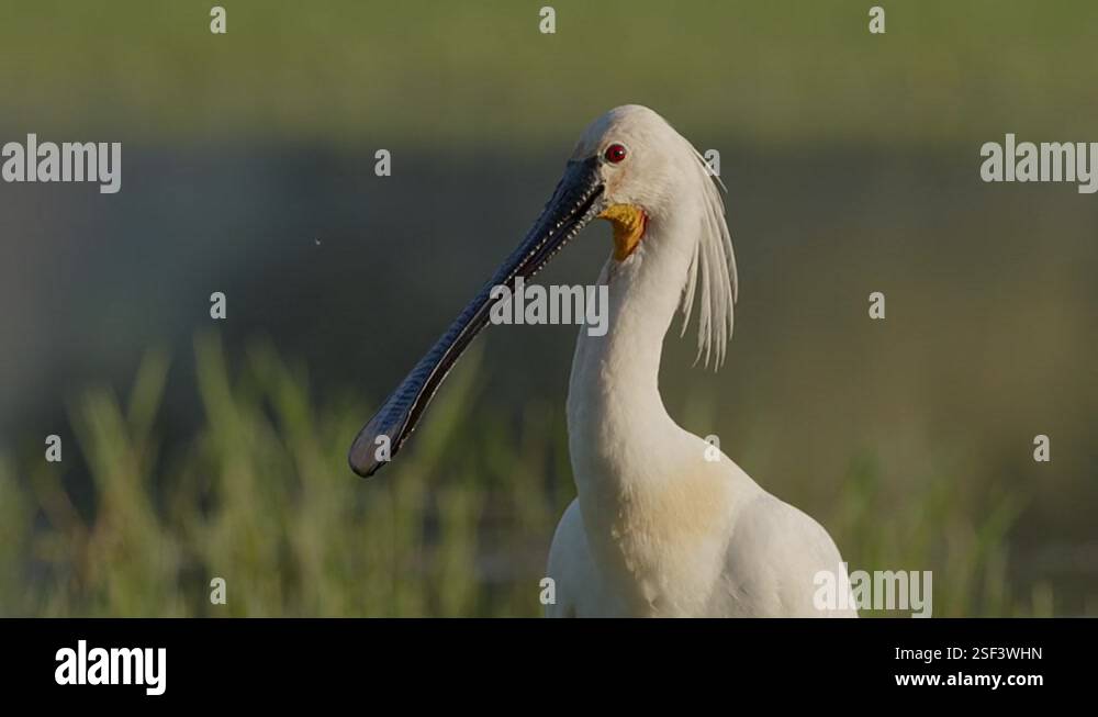 A Eurasian Spoonbill close up shot at the Lake Kerkini wetland in ...
