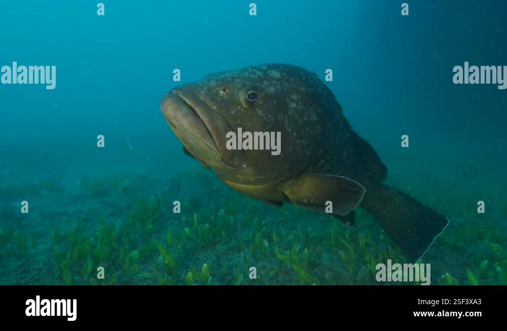 Big grouper in troubled waters swimming above seabed. Dusky Grouper ...