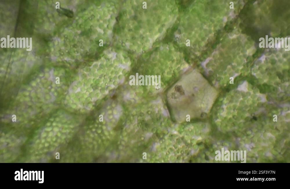liverwort chloroplasts viewing under the microscope, timelapse ...