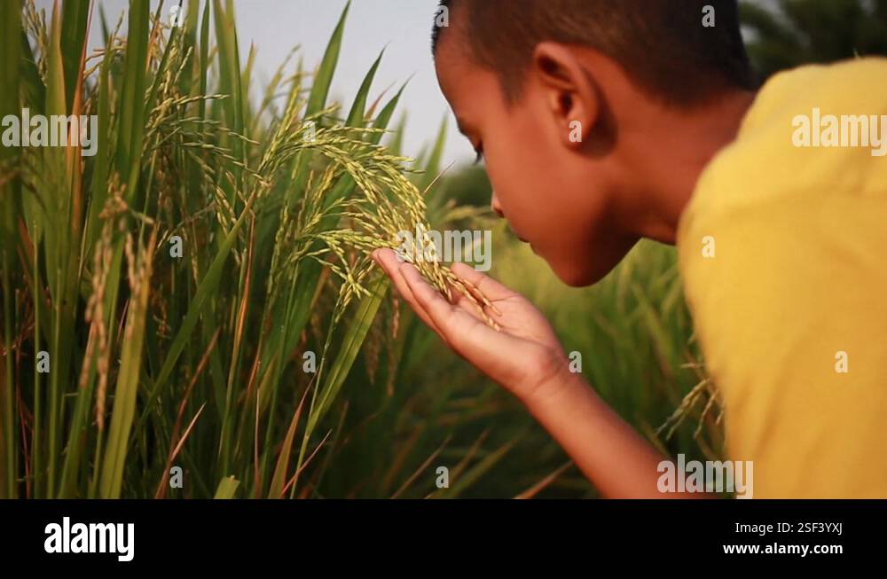 children playing and smelling the rice grains in paddy field Stock ...