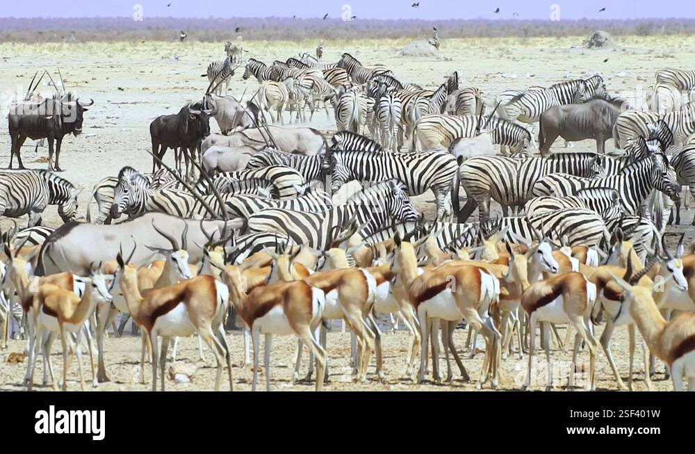 Herd Of Gemsbok, Zebra, Springbok And Wildebeest Gather Around ...