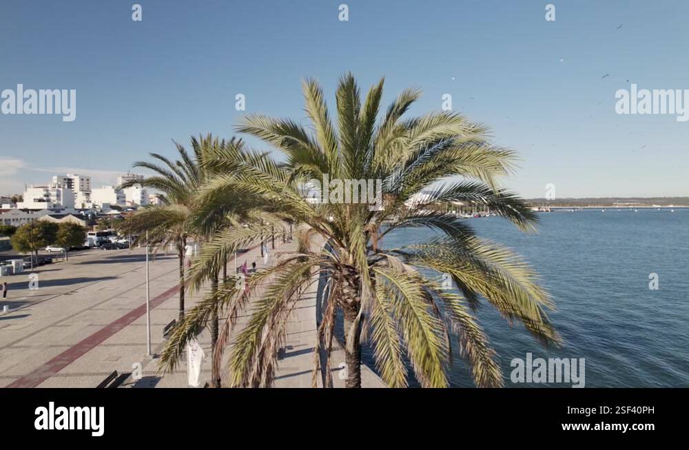 Aerial parallax from Lush palm trees revealing Beautiful Promenade ...