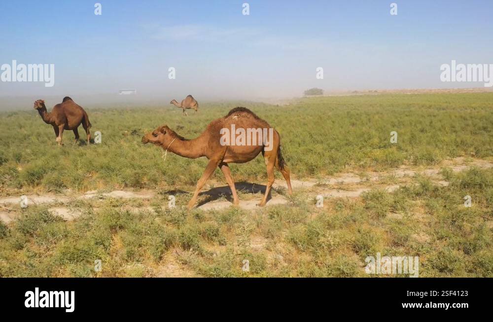 Tracking drone footage of camel in field walking along a path in Stock ...